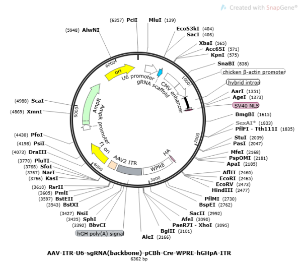 AAV:ITR-U6-sgRNA(backbone)-pCBh-Cre-WPRE-hGHpA-ITR