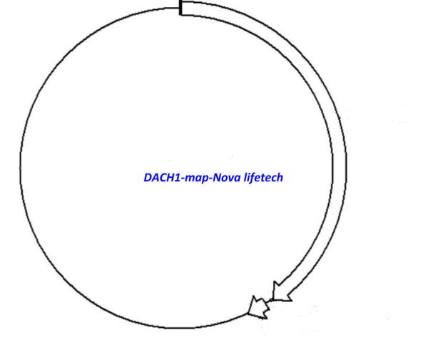 DACH1 Plasmid