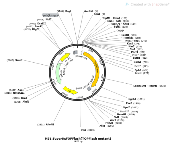 M51 SUPER8XFOPFLASH(TOPFLASH MUTANT) PLASMID