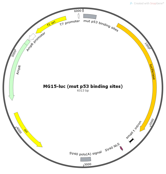 MG15- luc (mut p53 binding sites)