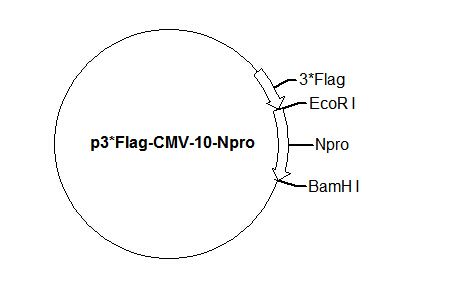 p3*Flag-CMV-10-Npro Plasmid