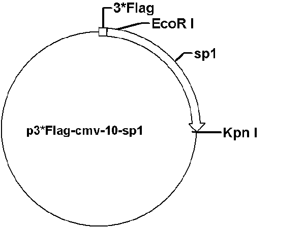 p3*Flag-cmv-10-sp1 Plasmid