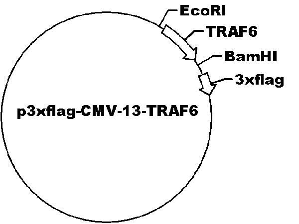 p3*flag-CMV-13-TRAF6 Plasmid