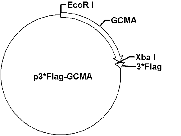 p3*Flag-GCMA Plasmid