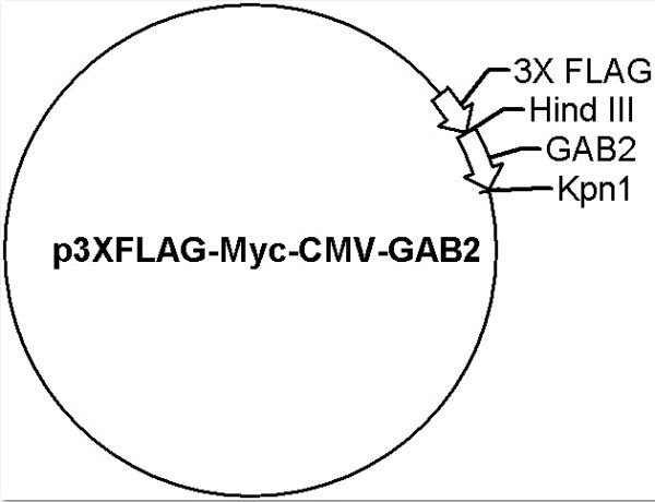 p3*FLAG-Myc-CMV-GAB2 Plasmid