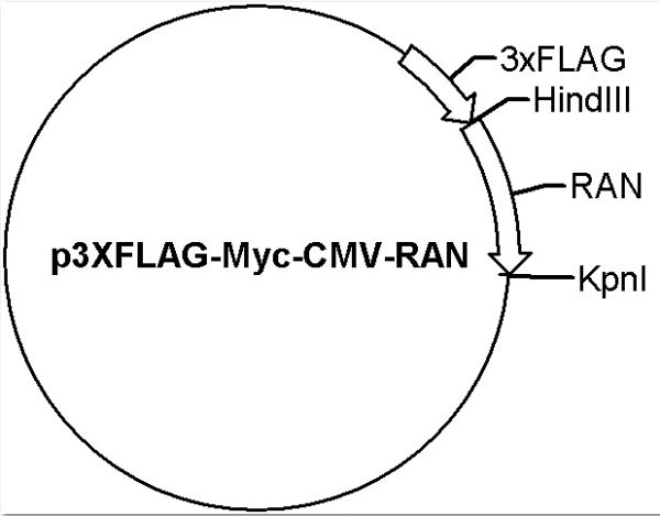 p3*FLAG-Myc-CMV-RAN Plasmid