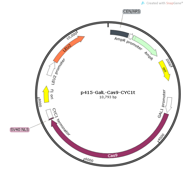 p415-GalL-Cas9-CYC1t