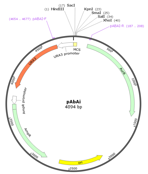 pABAI Plasmid