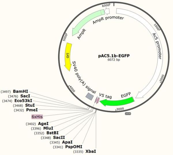 pAC5.1b- EGFP Plasmid