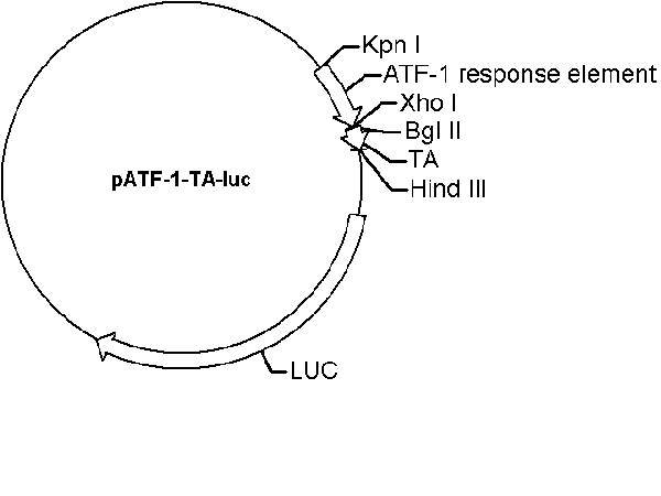 pATF-1-TA-luc Plasmid