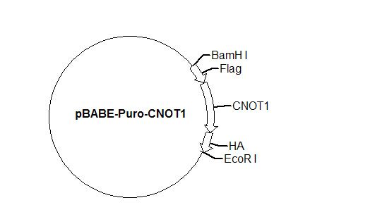 PBABE-PURO-CNOT1 PLASMID