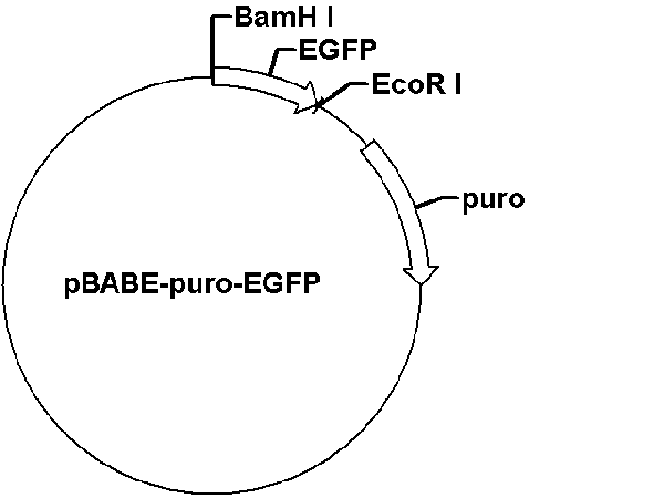 PBABE PURO-EGFP PLASMID