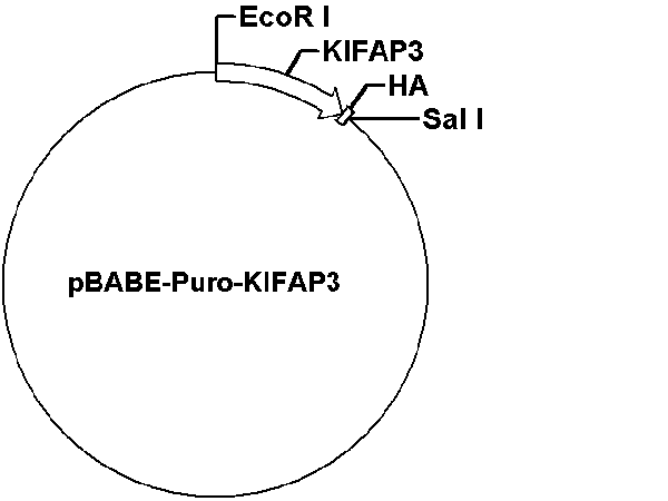 PBABE-PURO-KIFAP3-HA PLASMID