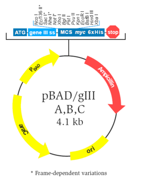 Pbad Vector Huge Discount | brunofuga.adv.br