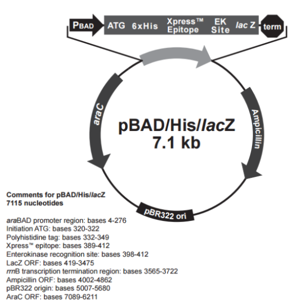 PBAD/ HIS/ LACZ