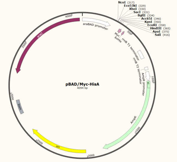 PBAD/ MYC- HISA PLASMID