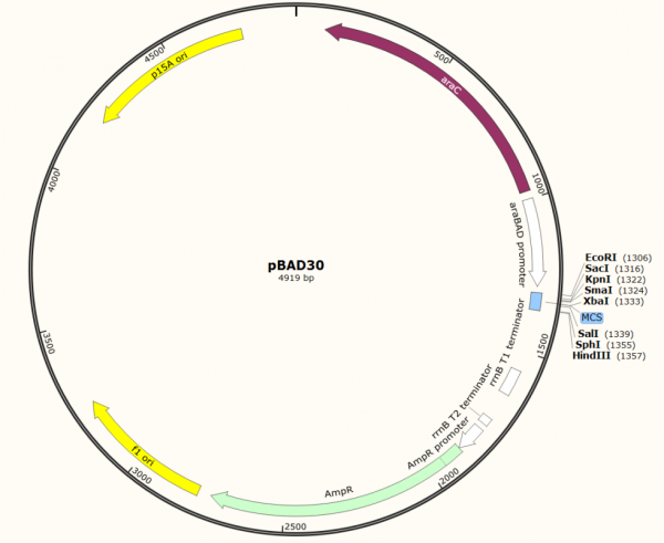 PBAD30 PLASMID