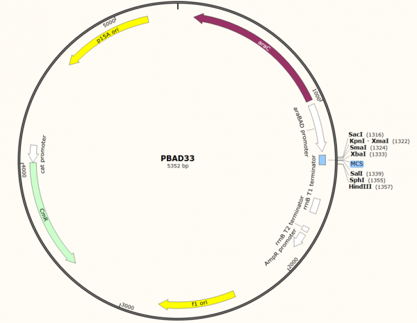 PBAD33 PLASMID
