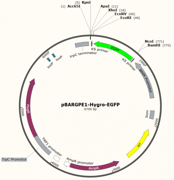 PBARGPE1- HYGRO- EGFP PLASMID