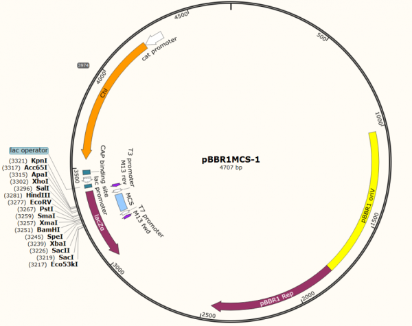 PBBR1MCS- 1 PLASMID