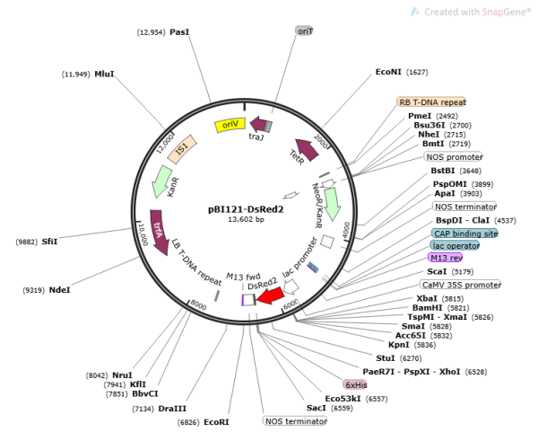 PBI121- DSRED2 PLASMID