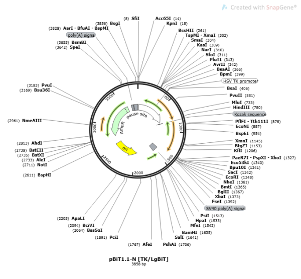 PBIT1.1-N [TK-LGBIT]