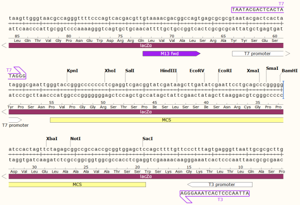 PBLUESCRIPT II SK+ PLASMID