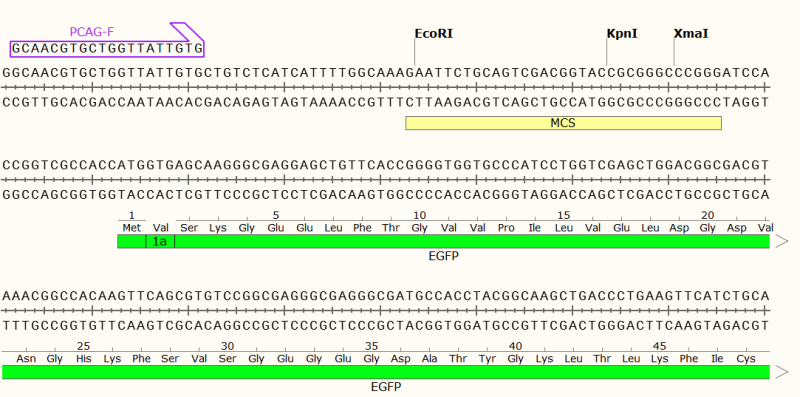 gfp plasmid